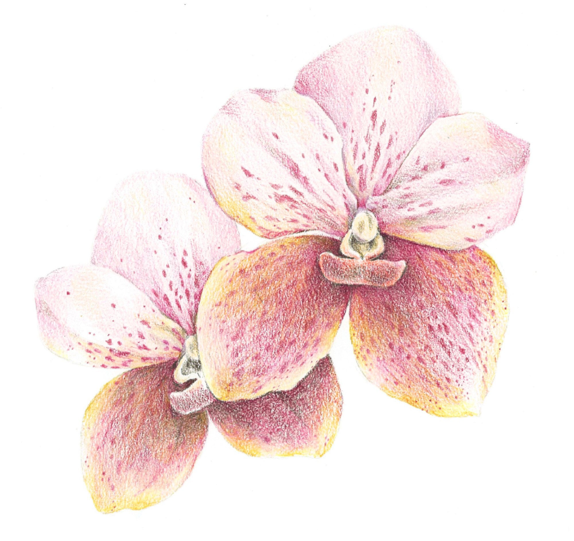 Philippine National Flower Waling Waling