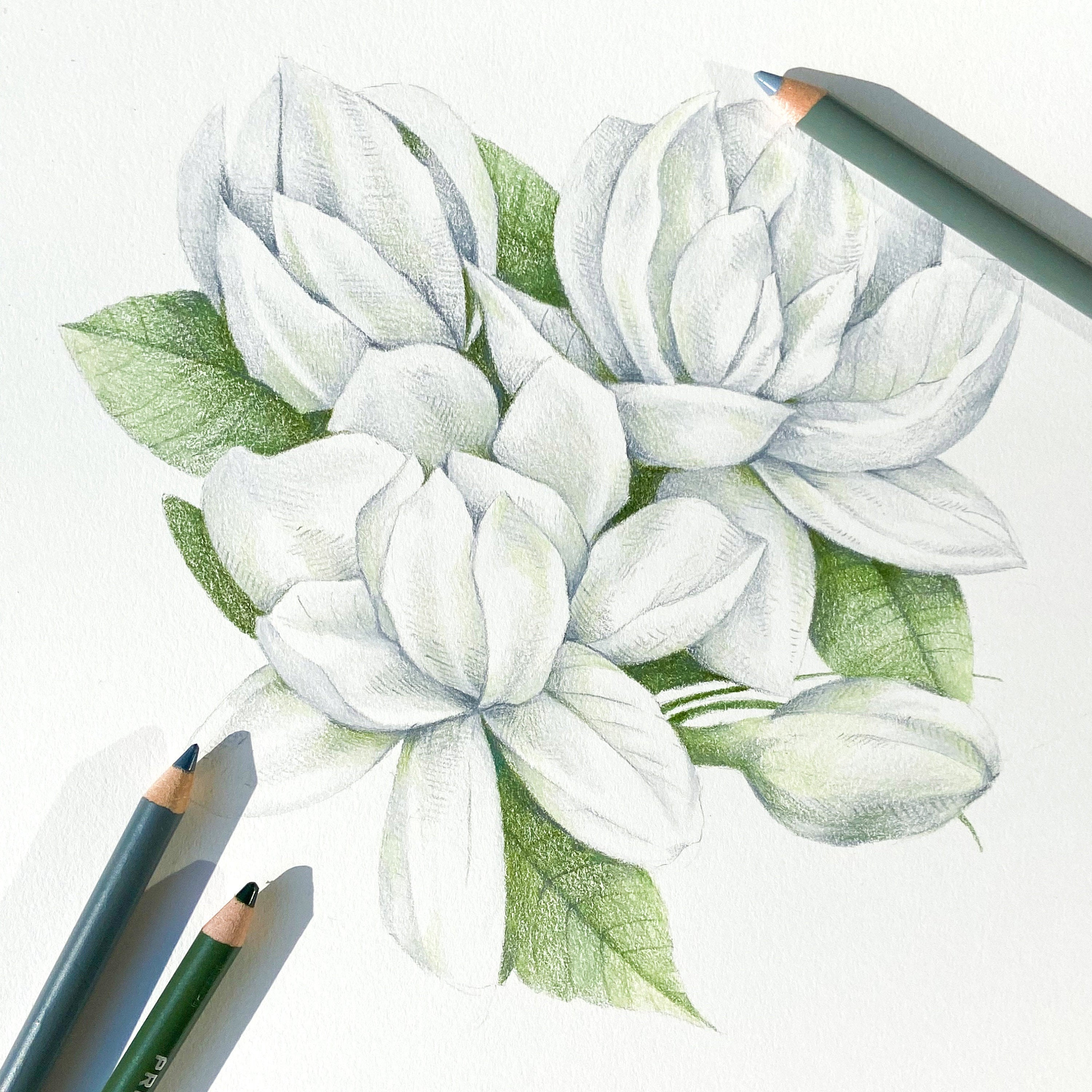 Philippine National Flower Sampaguita Drawing