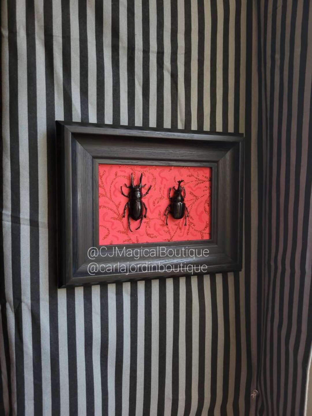 Insect Taxidermy, Beetle Taxidermy, Gothic Decor, Gothic Wall Decor ...