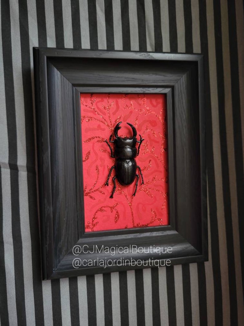 Beetle Taxidermy Gothic Decor Gothic Wall Decor Insect | Etsy