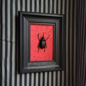 Beetle Taxidermy, Gothic Decor, Gothic Wall Decor, Insect Taxidermy ...