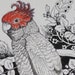 Bird Art /gang-gang Cockatoo Original Ink and Wash Drawing - Etsy