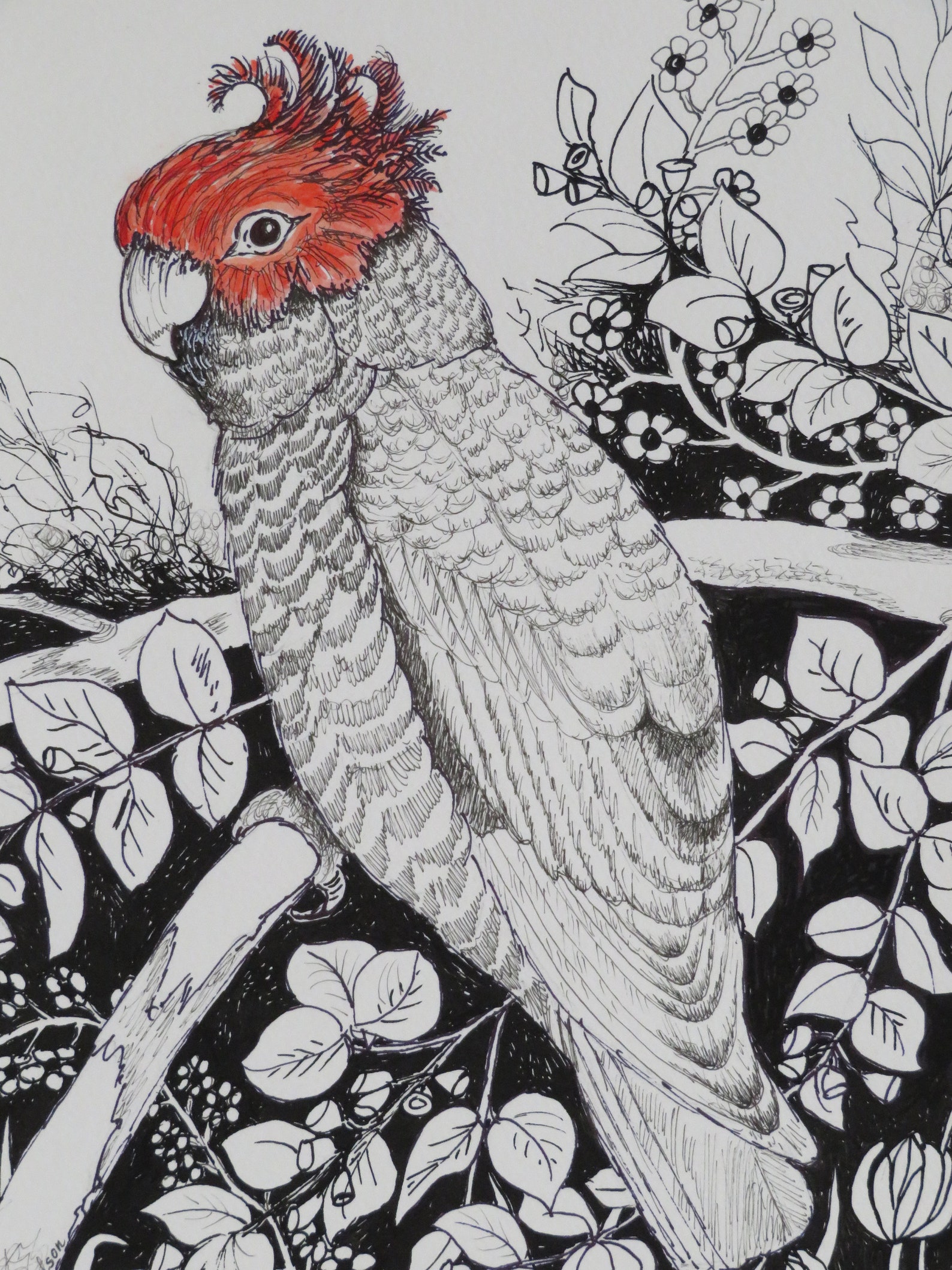 Bird Art /gang-gang Cockatoo Original Ink and Wash Drawing - Etsy