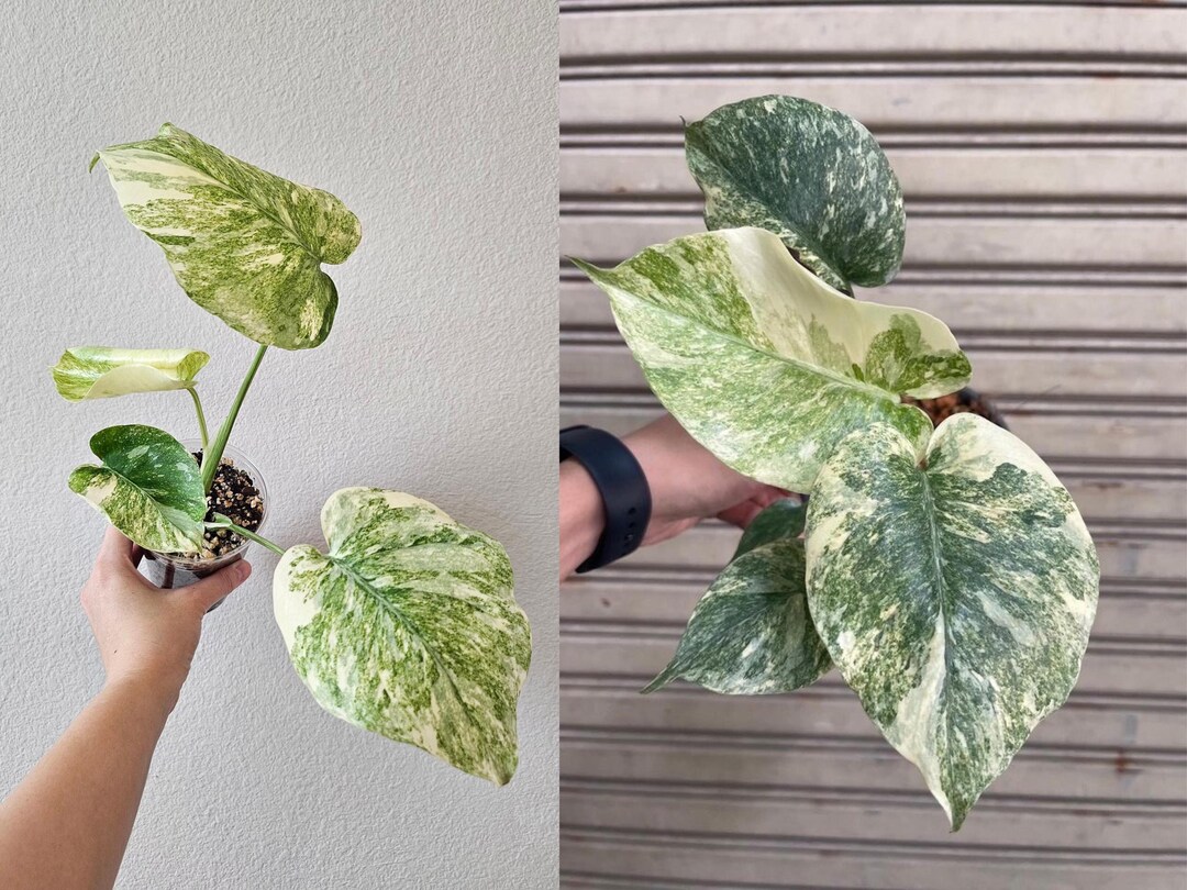 Monstera Legacy(swiss Cheese Plant) Highly Verigated Plant(15cm-25cm ...