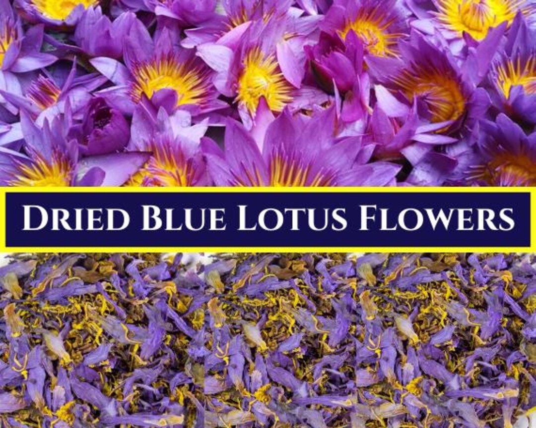 Dried Blue Lotus Pure Stamens 100% Organic Herbal Nymphaea Caerulea ...