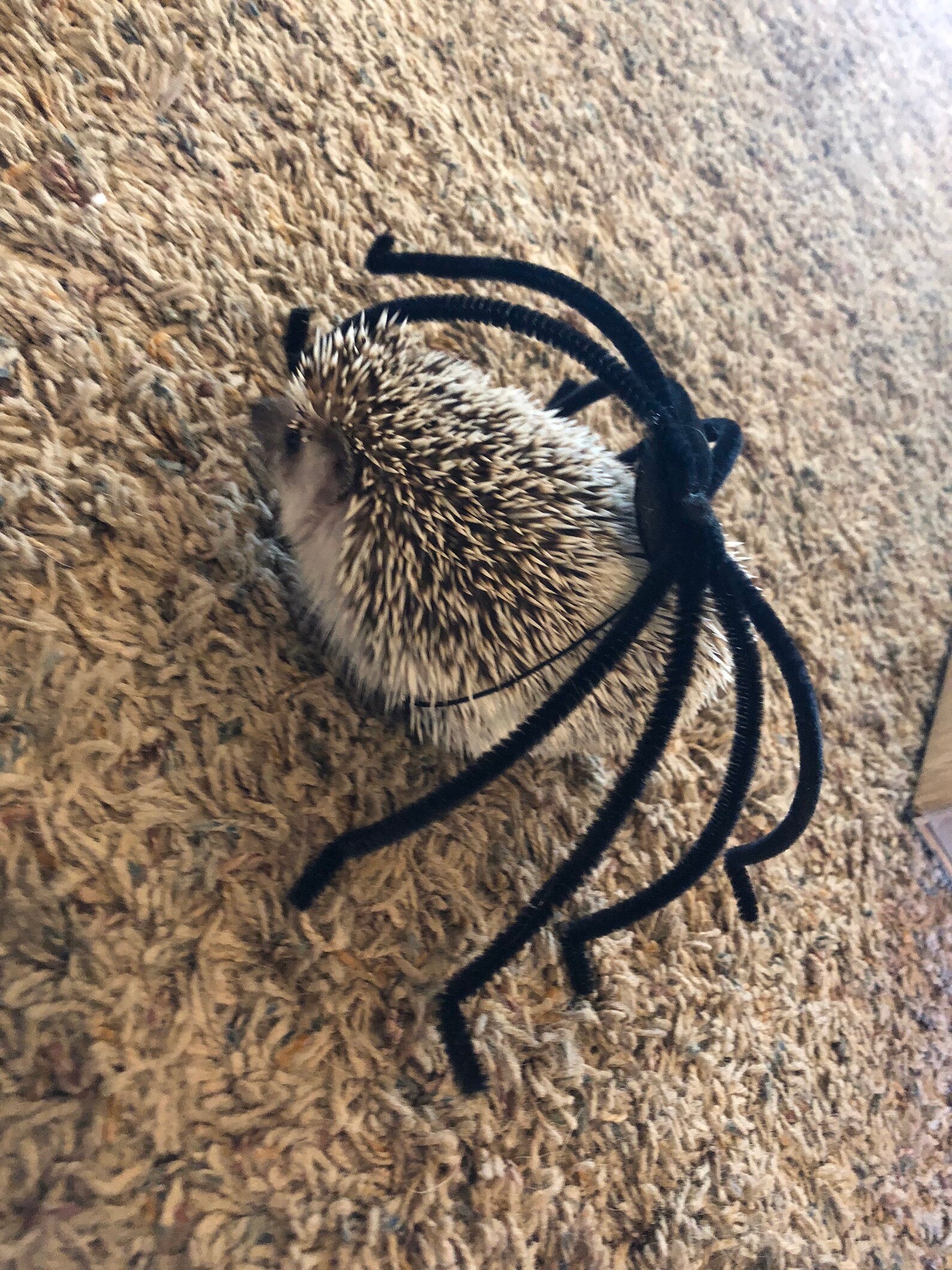 Spider Leg Costume for Hedgehogs and Small Animals - Etsy