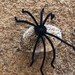 Spider Leg Costume for Hedgehogs and Small Animals - Etsy