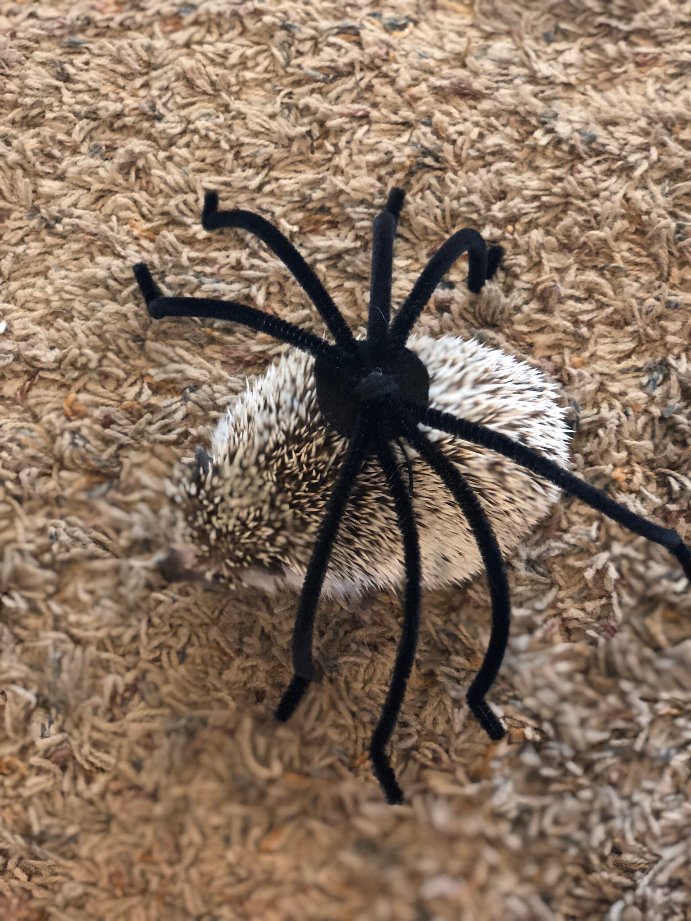 Spider Leg Costume for Hedgehogs and Small Animals - Etsy