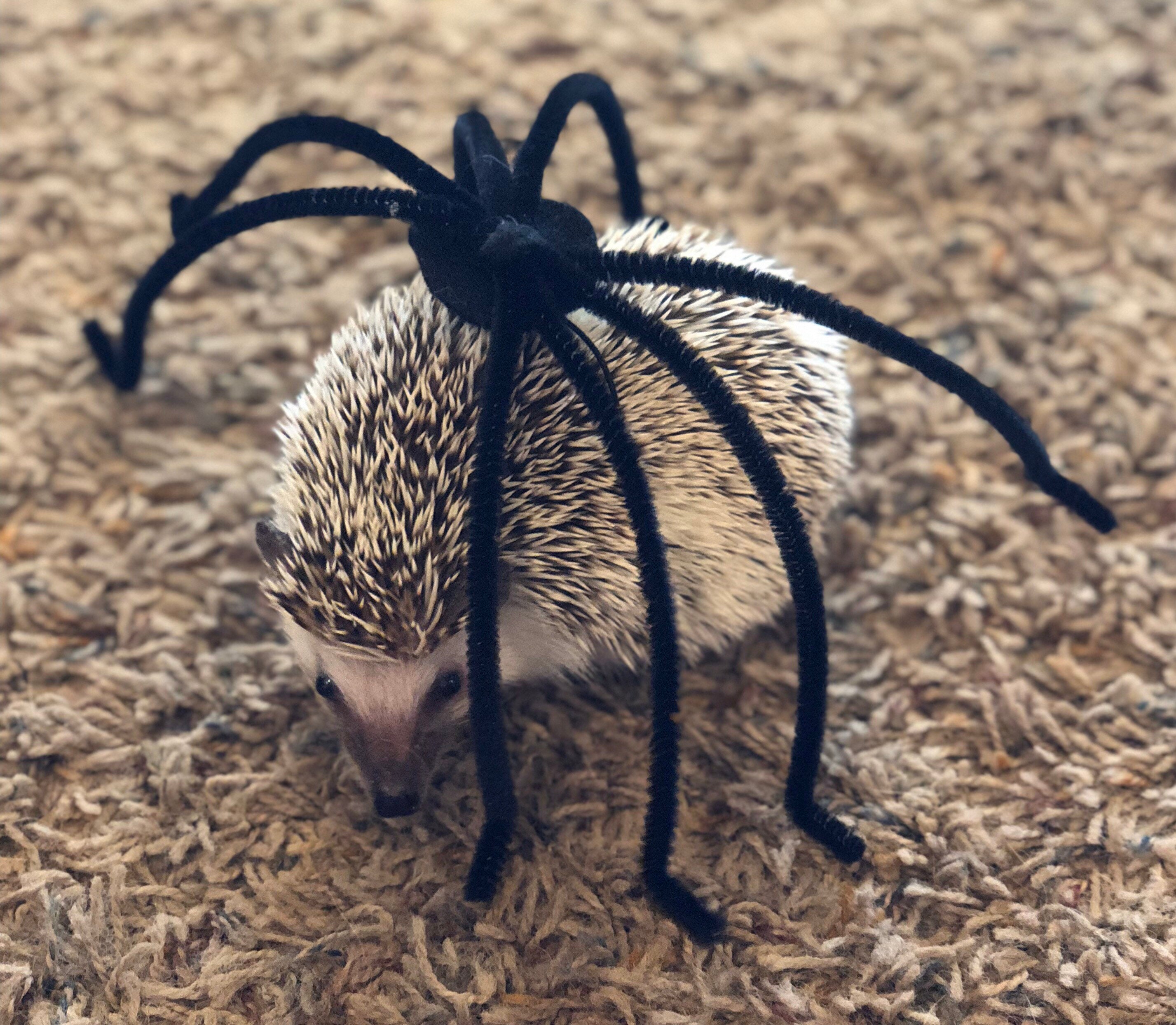 Spider Leg Costume for Hedgehogs and Small Animals - Etsy