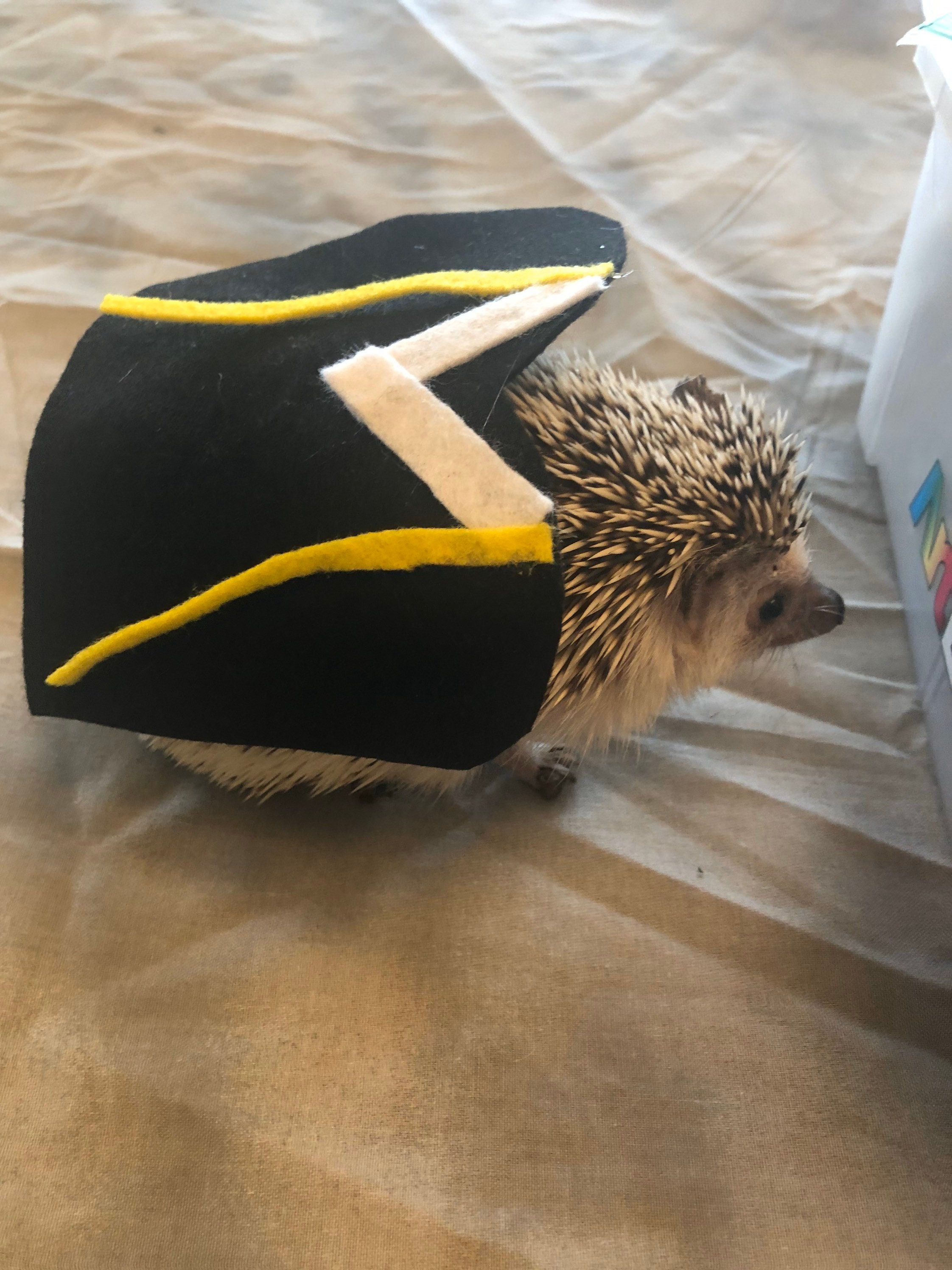Graduation Cap and Gown for Small Animals and Hedgehogs - Etsy