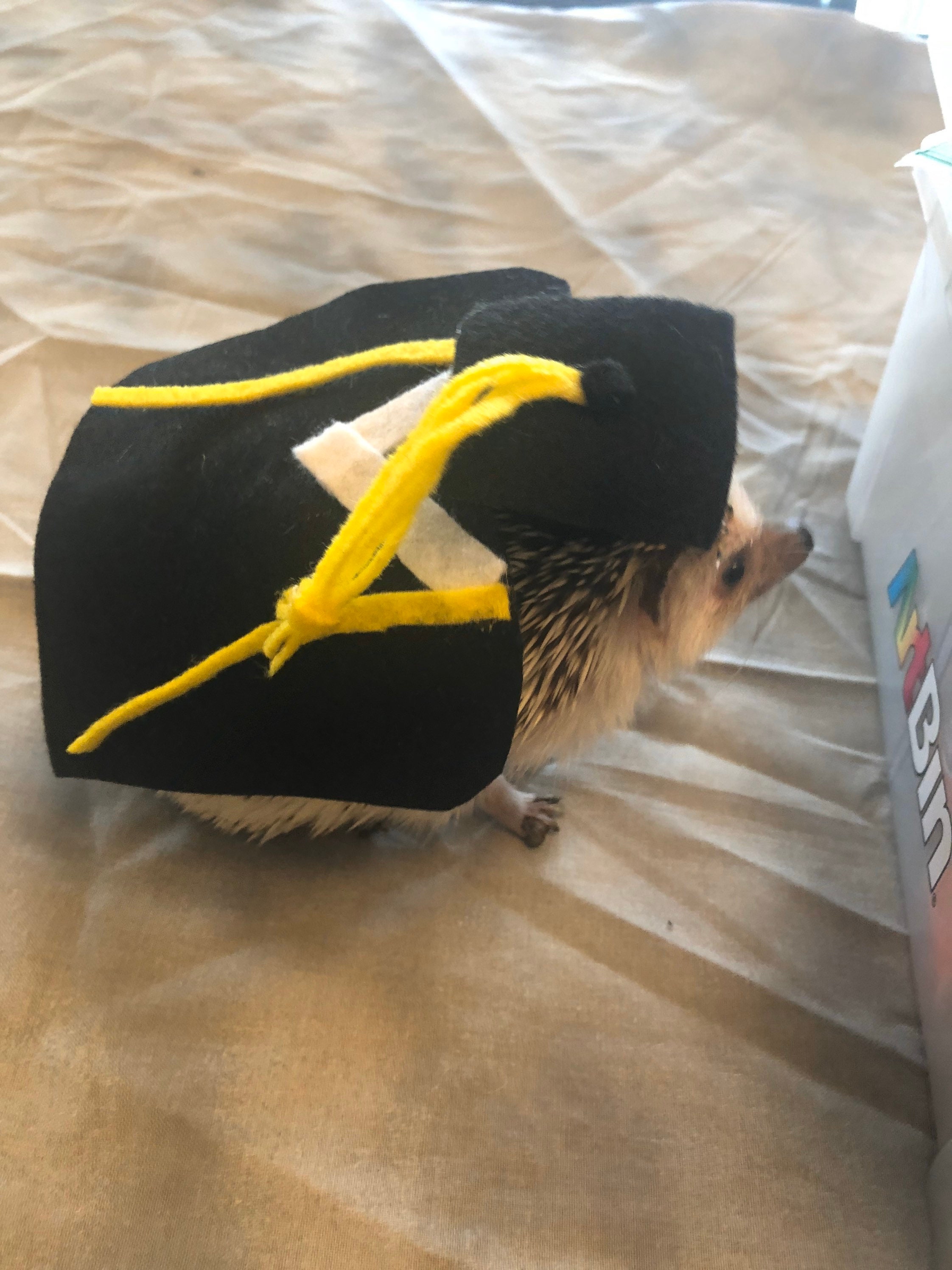 Graduation Cap and Gown for Small Animals and Hedgehogs - Etsy
