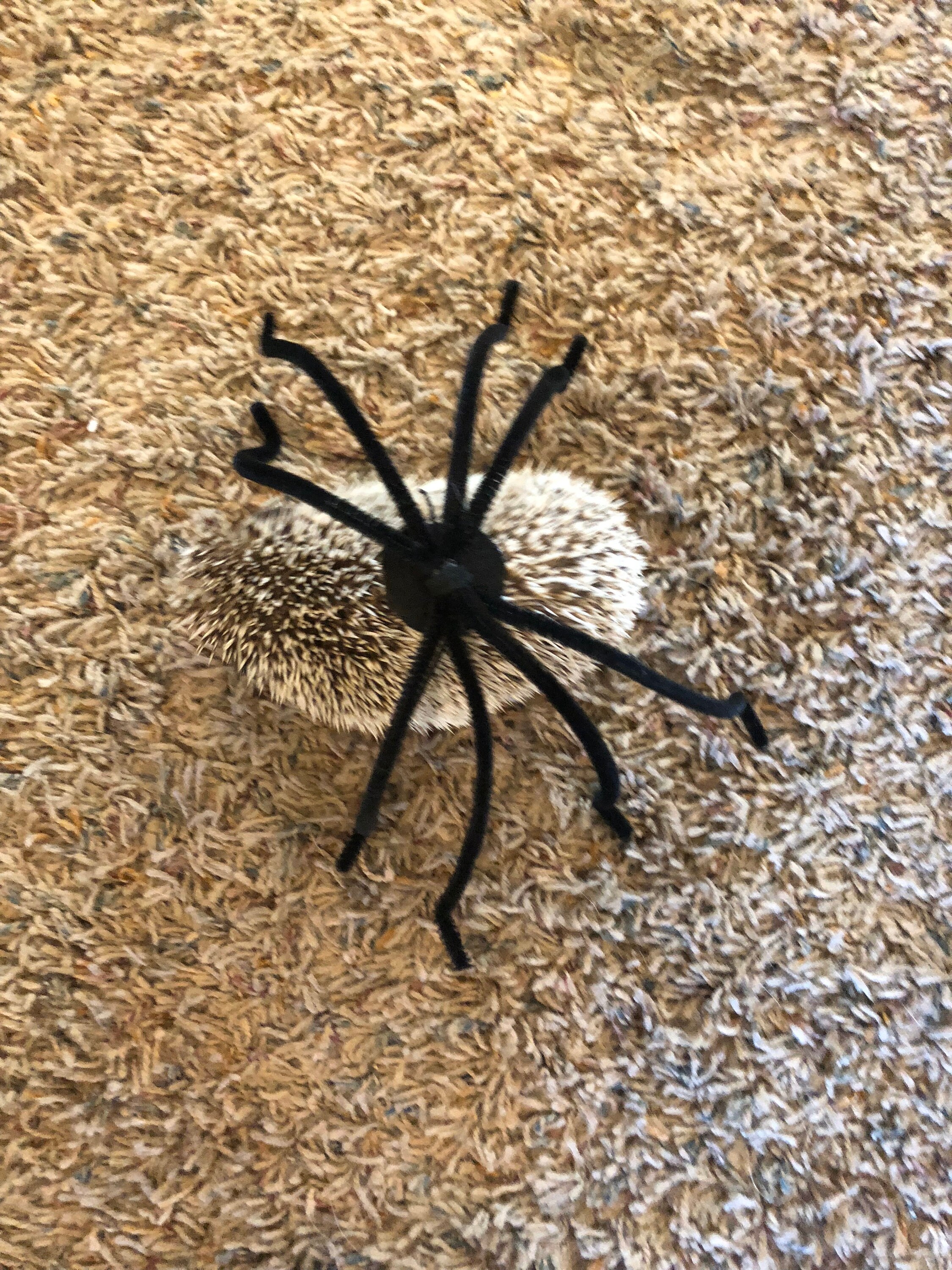 Spider Leg Costume for Hedgehogs and Small Animals - Etsy