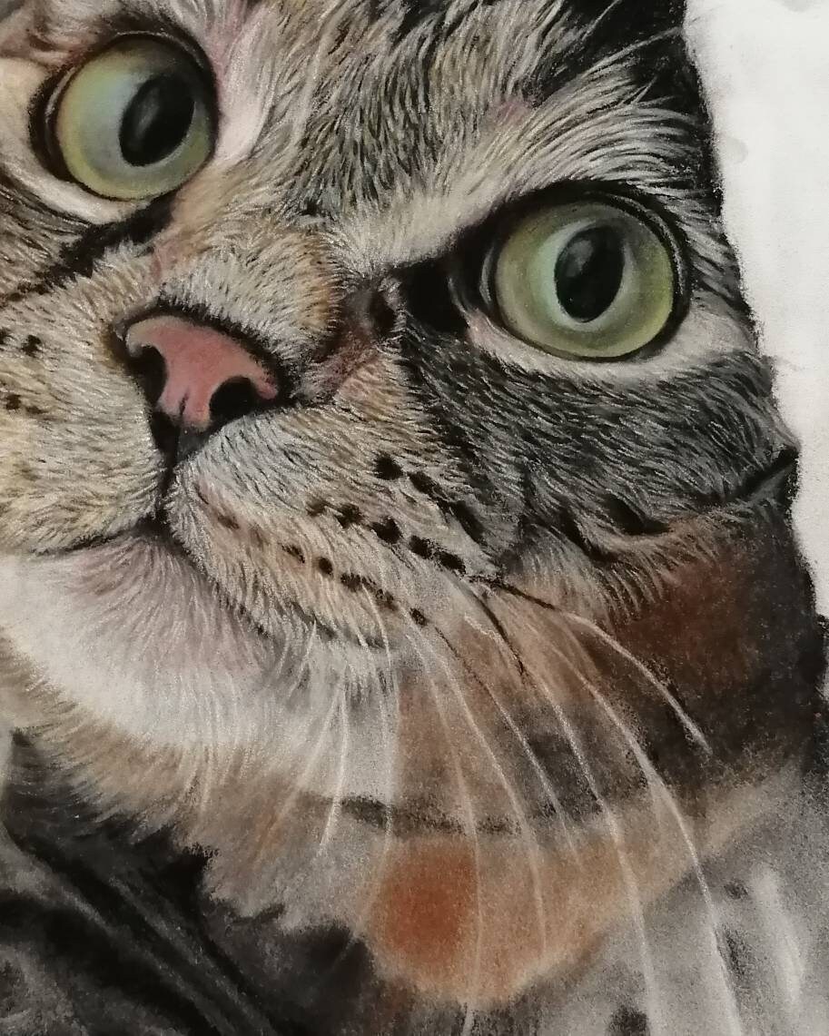 Realistic Cat Drawing Color