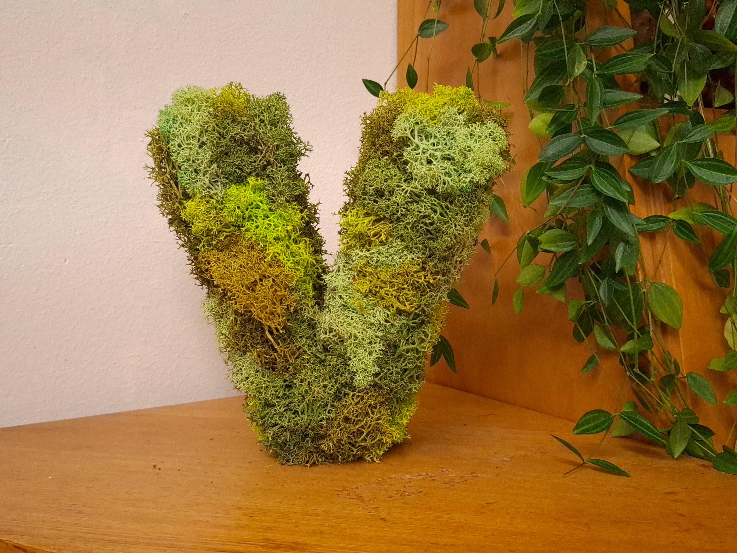 3D Moss Letter • 20 Cm • Alphabet Number Lettering Iceland Moss - Etsy