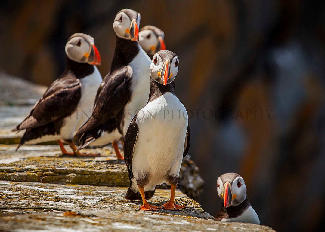 Skellig Puffins - Etsy