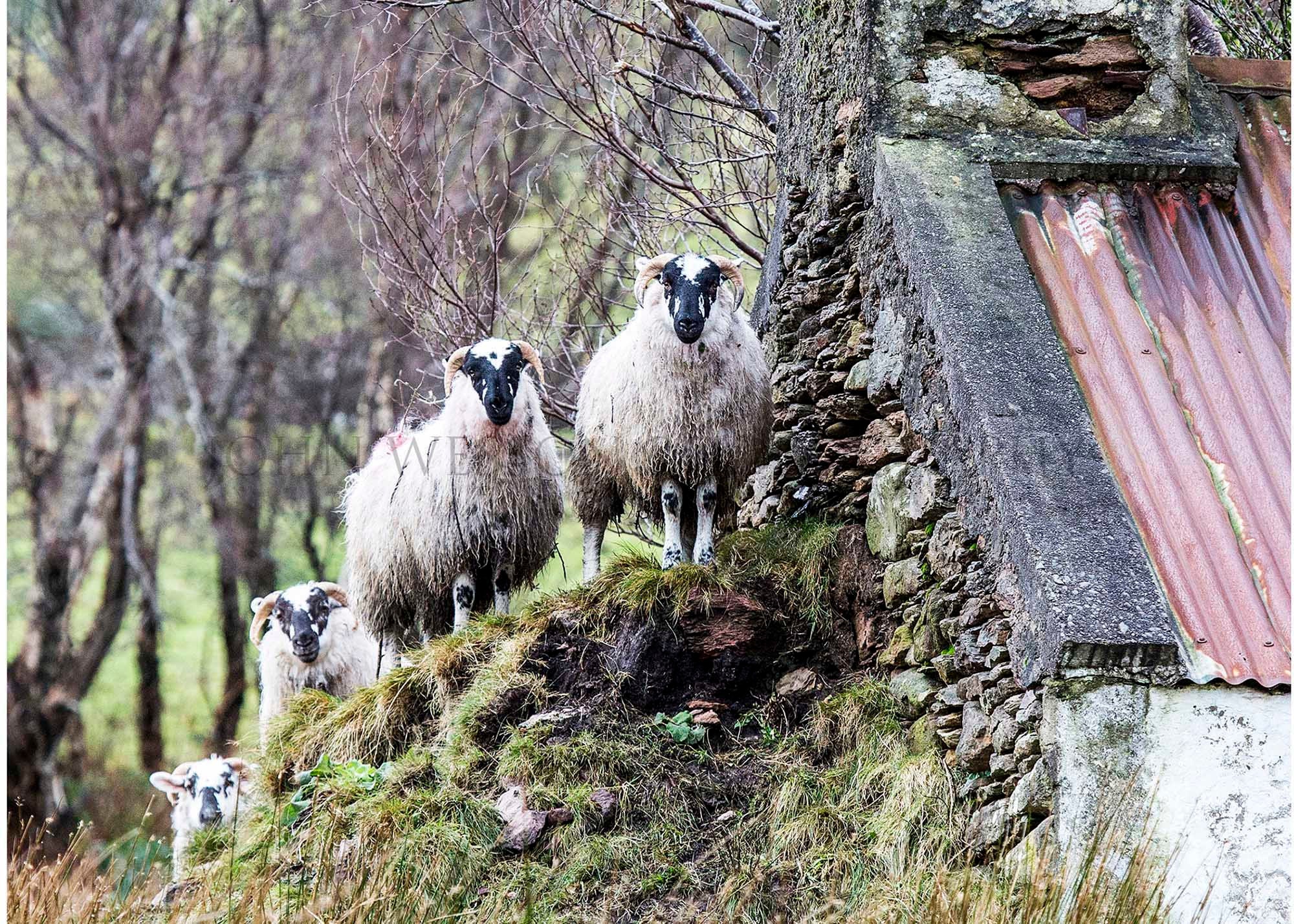 Ewe, Ewe, Ewe & Ewe - Etsy