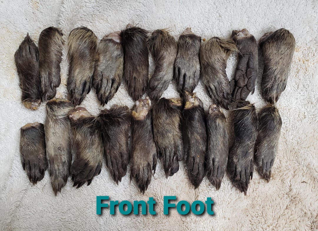 Raccoon Feet *wet Specimen* (choice of Front or Back) - Etsy