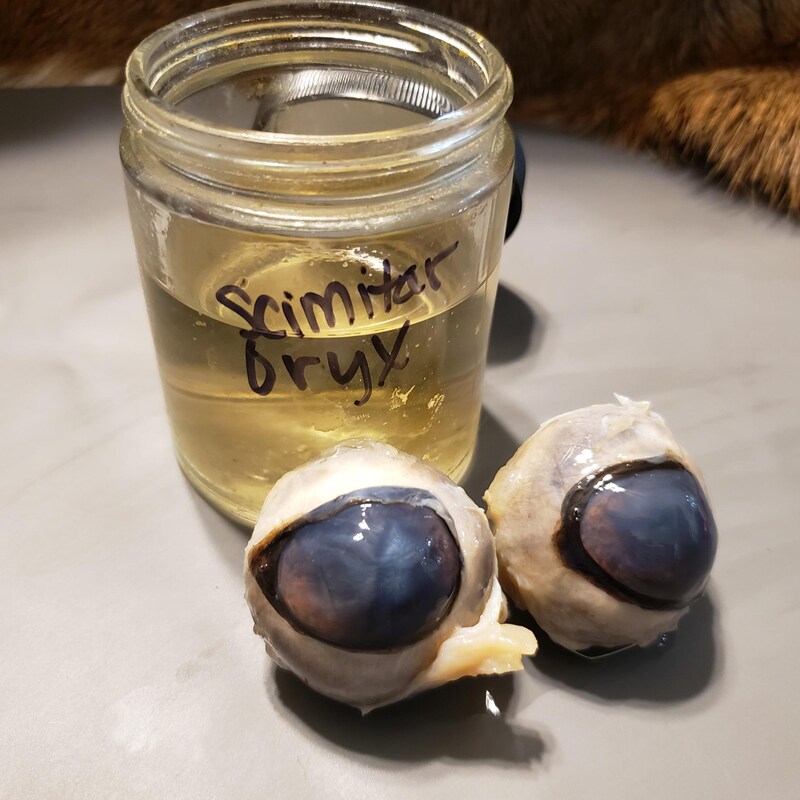 Wet Specimens - Etsy