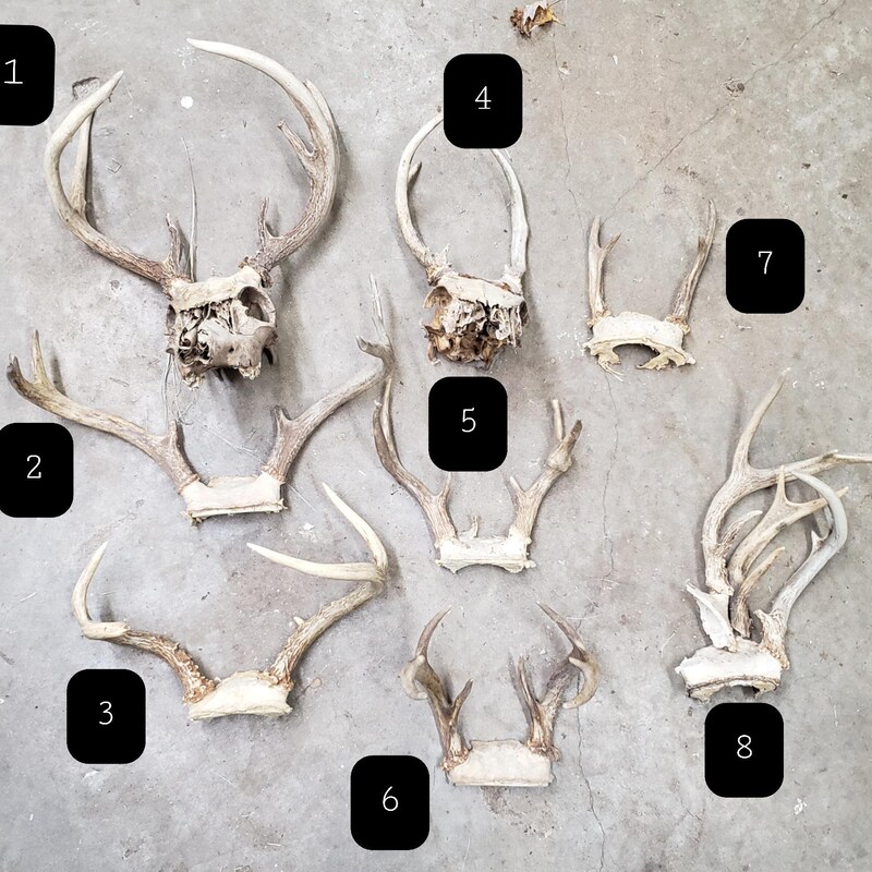 Real Deer Antlers - Etsy