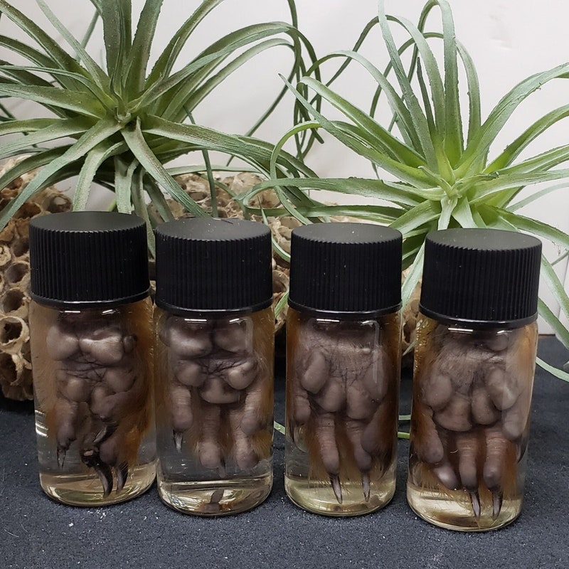 Squirrel Feet - Etsy