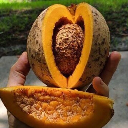 SAPOTA SWEET FRUIT Seeds Chiku Hybrid Fruit Sabeda Chikoo | Etsy Canada