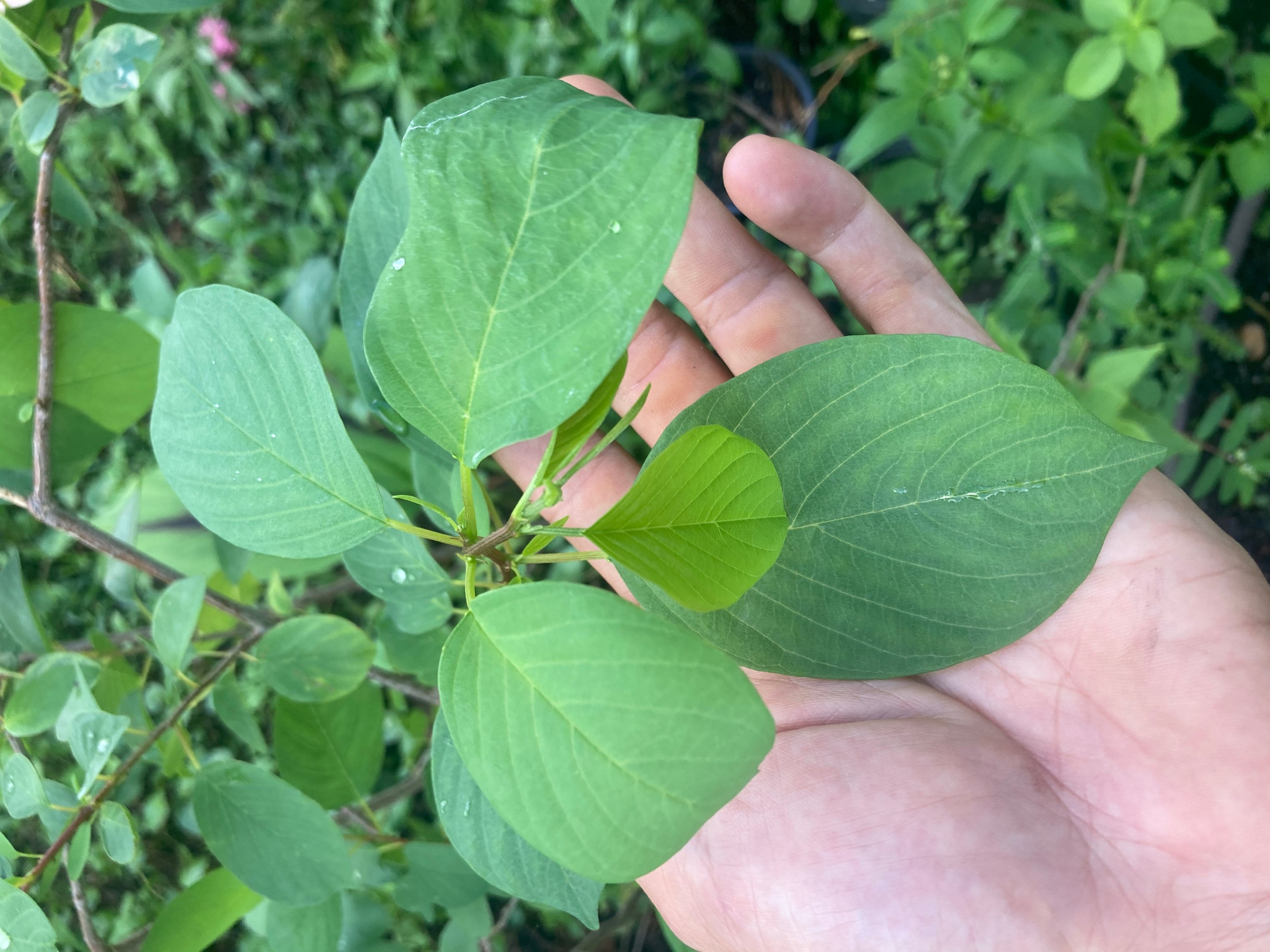 Maví Tree - Mauby - Florida Grown! - Etsy