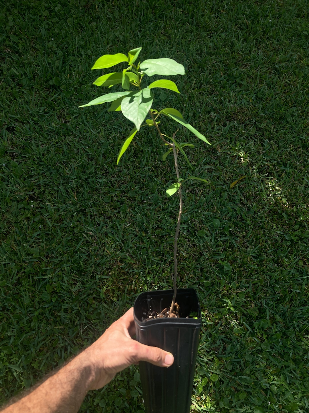 Maví Tree - Mauby - Florida Grown! - Etsy