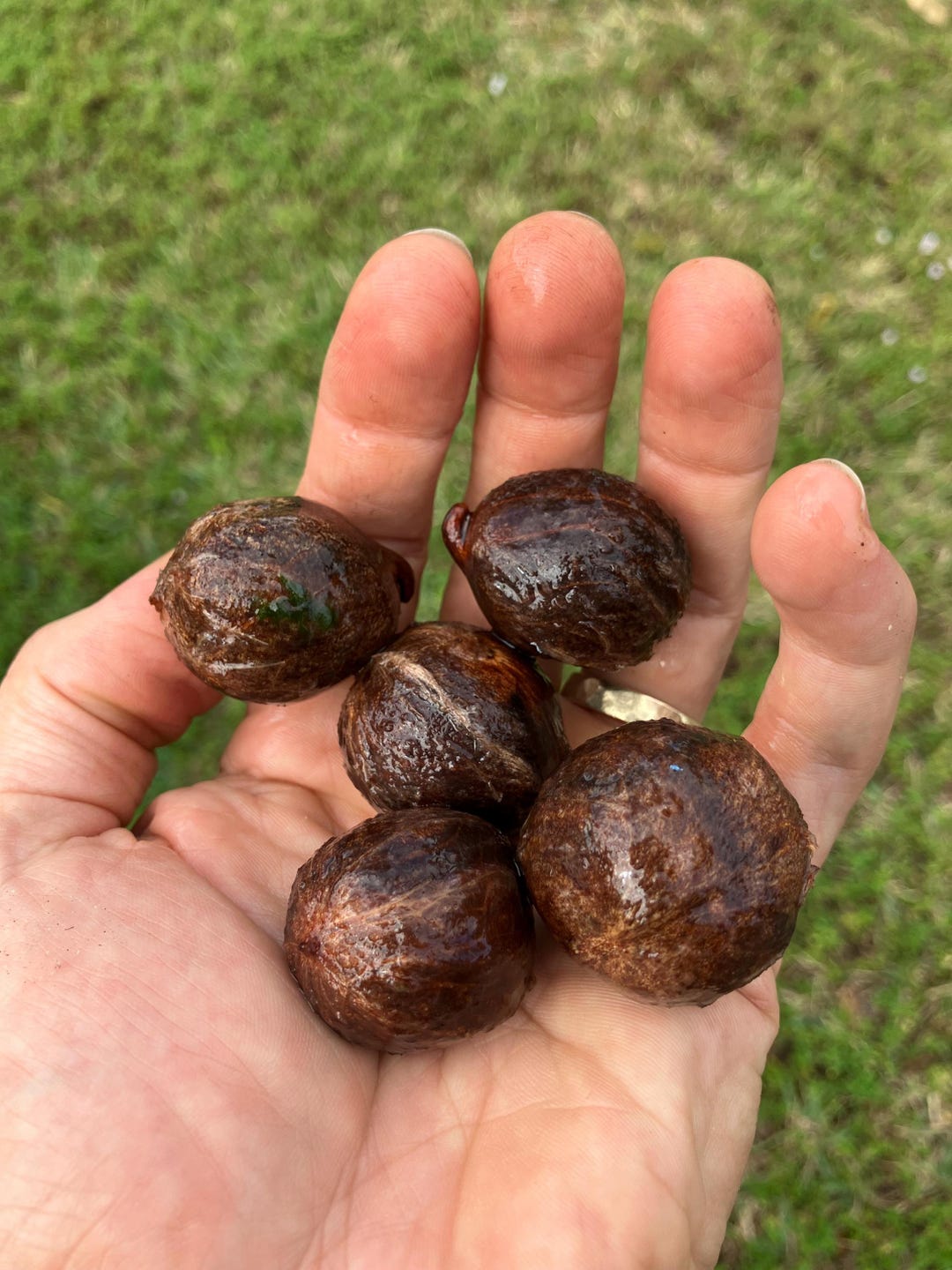 Aguaje Mauritia Flexuosa Fresh USA Grown Seed - Etsy