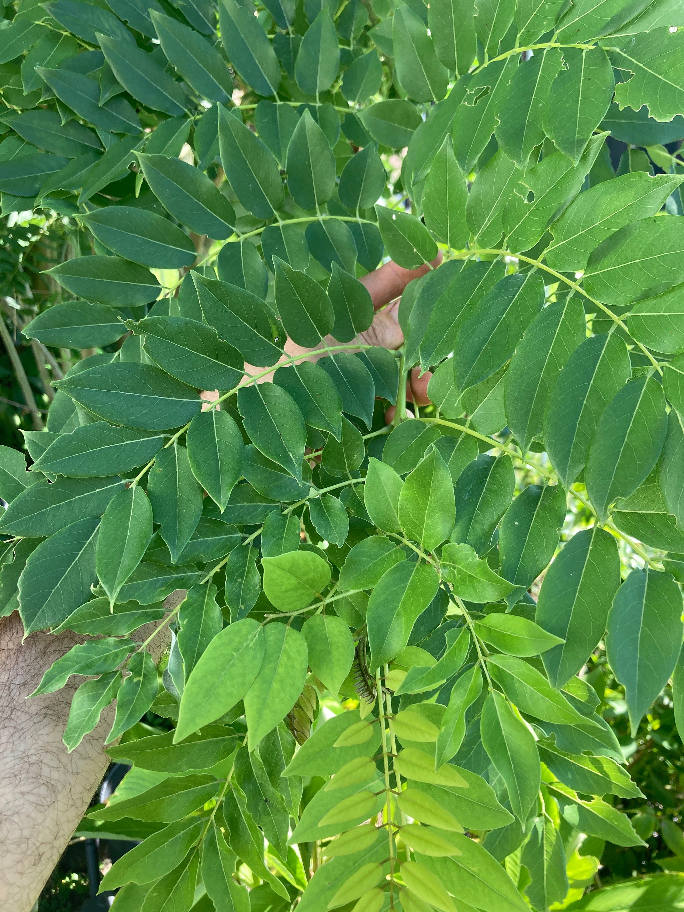 Gliricidia Sepium Fresh Cuttings - Etsy