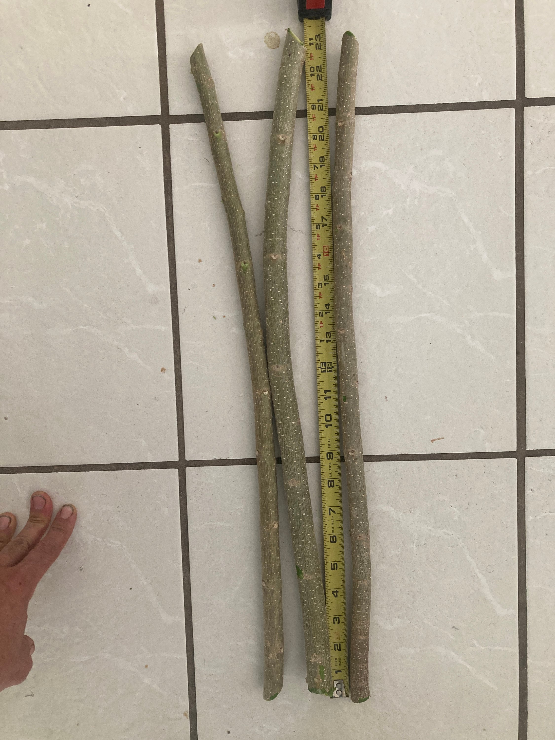 Gliricidia Sepium Fresh Cuttings - Etsy