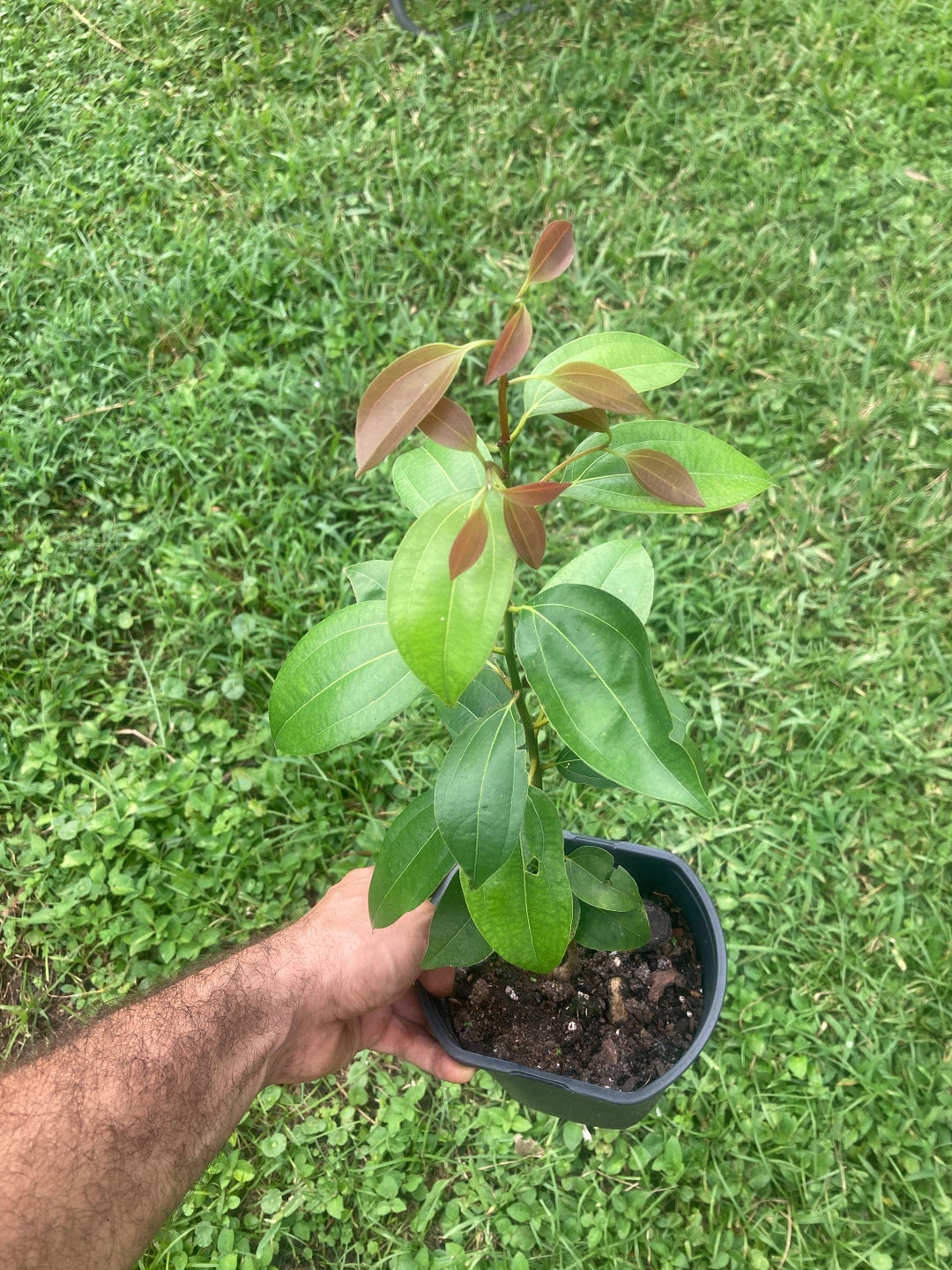 Cinnamon Tree - TRUE Verum Species - Etsy