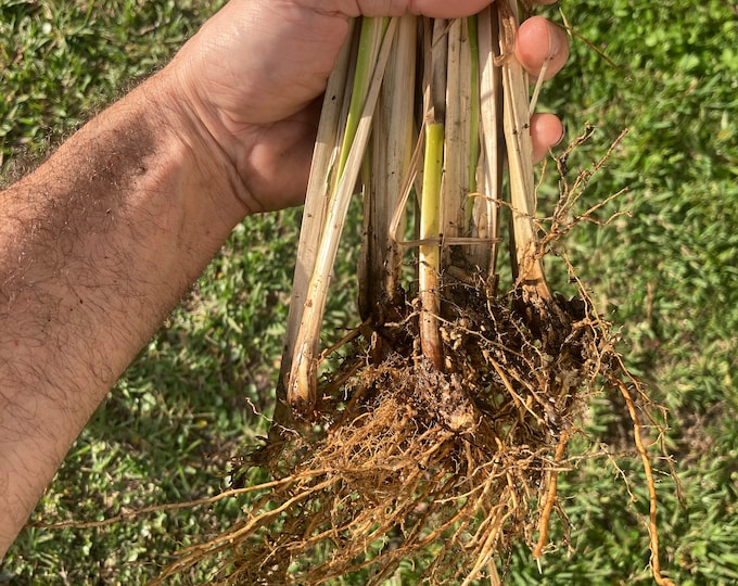 Vetiver LIVE PLANT Vetiver Zizanioides Ayurvedic Plant - 4" Pot - Etsy