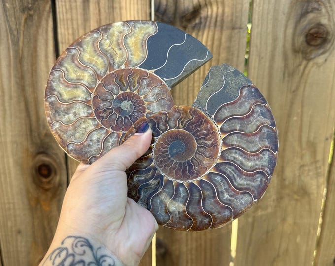LARGE Ammonite Fossil Pair, Druzy Ammonites Fossils Decor - Etsy