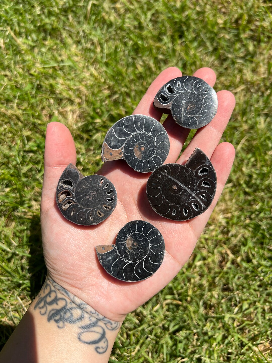 ONE Small Ammonite Fossil Halves, Black Brown Ammonite - Etsy