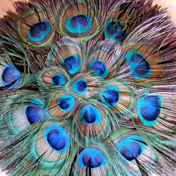 Antique Art Deco Fan: Peacock Feather Fan/Antique Fan… - Gem