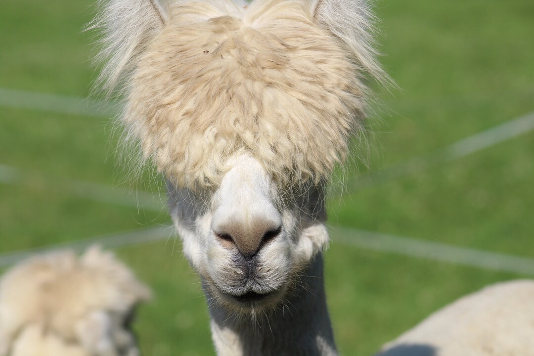 Alpaca Prime Fleece Blanket Fiber for Spinning- 2 Dollars/oz! - Etsy