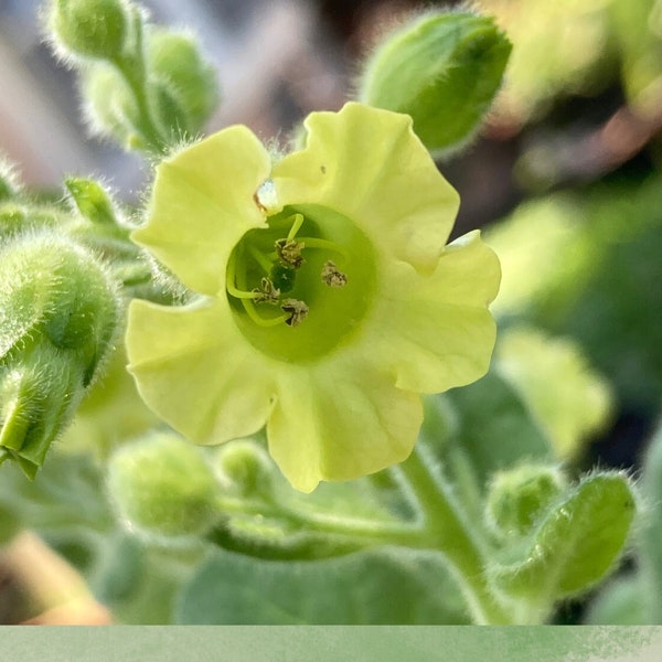 Nicotiana Rustica - Etsy