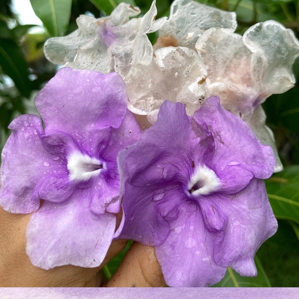 Chiric Sanango - Etsy