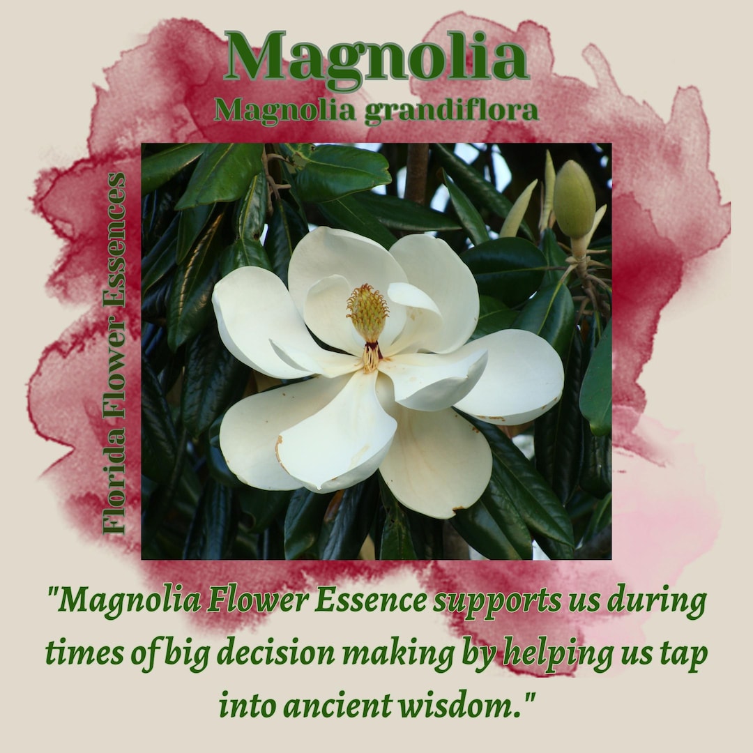 WISDOM | Southern Magnolia, Magnolia Grandiflora Flower Essence - Etsy