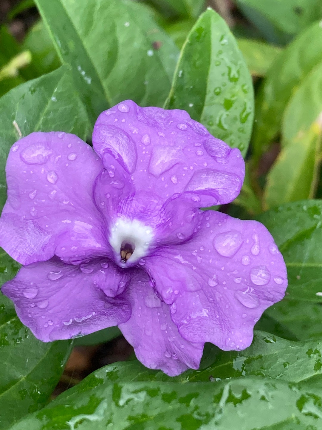 SHIFT | Chiric Sanango Brunfelsia Grandiflora Flower Essence - Etsy