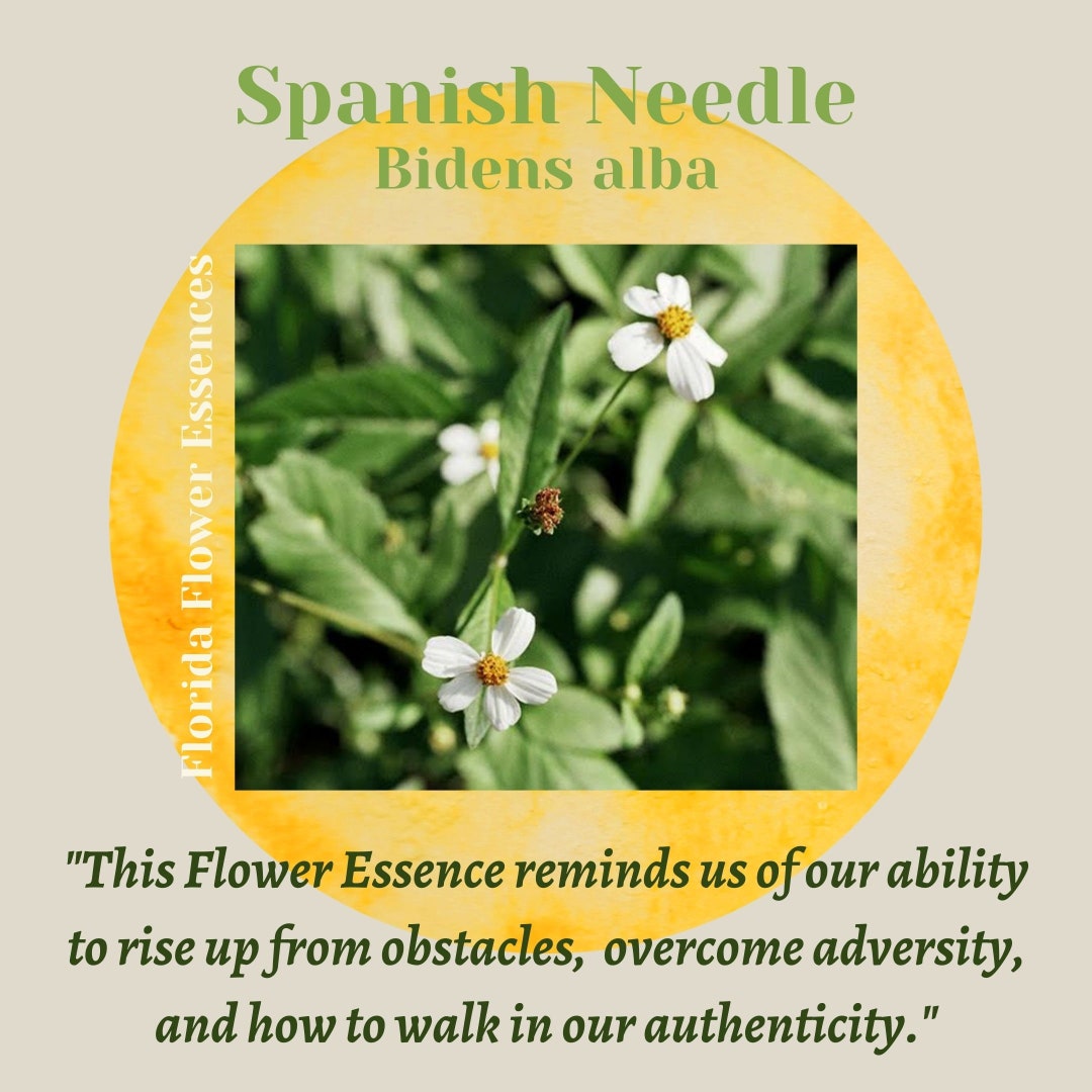 RESILIENT | Spanish Needle Bidens Alba Flower Essence - Etsy