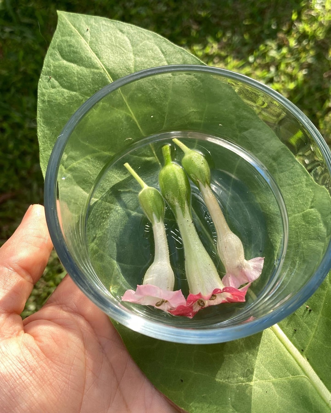 INTEGRITY | Pink N.icotiana Flower Essence - Etsy