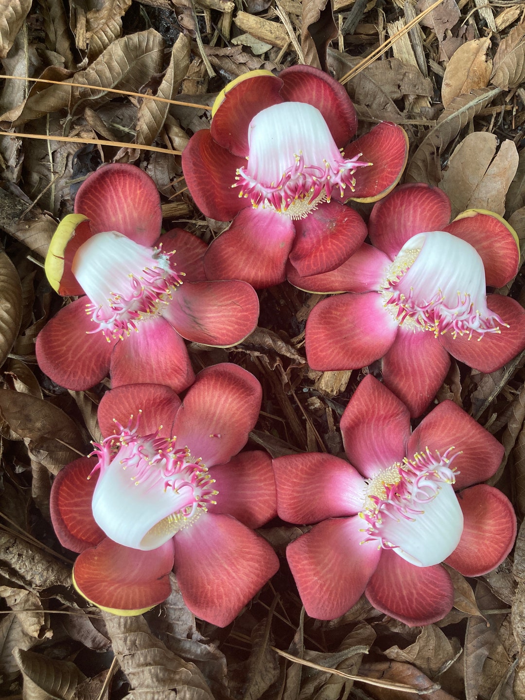 EXPAND | Ayahuma Cannonball Tree Flower Essence - Etsy