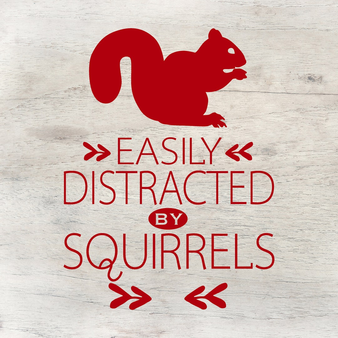 Easily Distracted by Squirrels, Funny Bumper Stickers for Squirrel ...