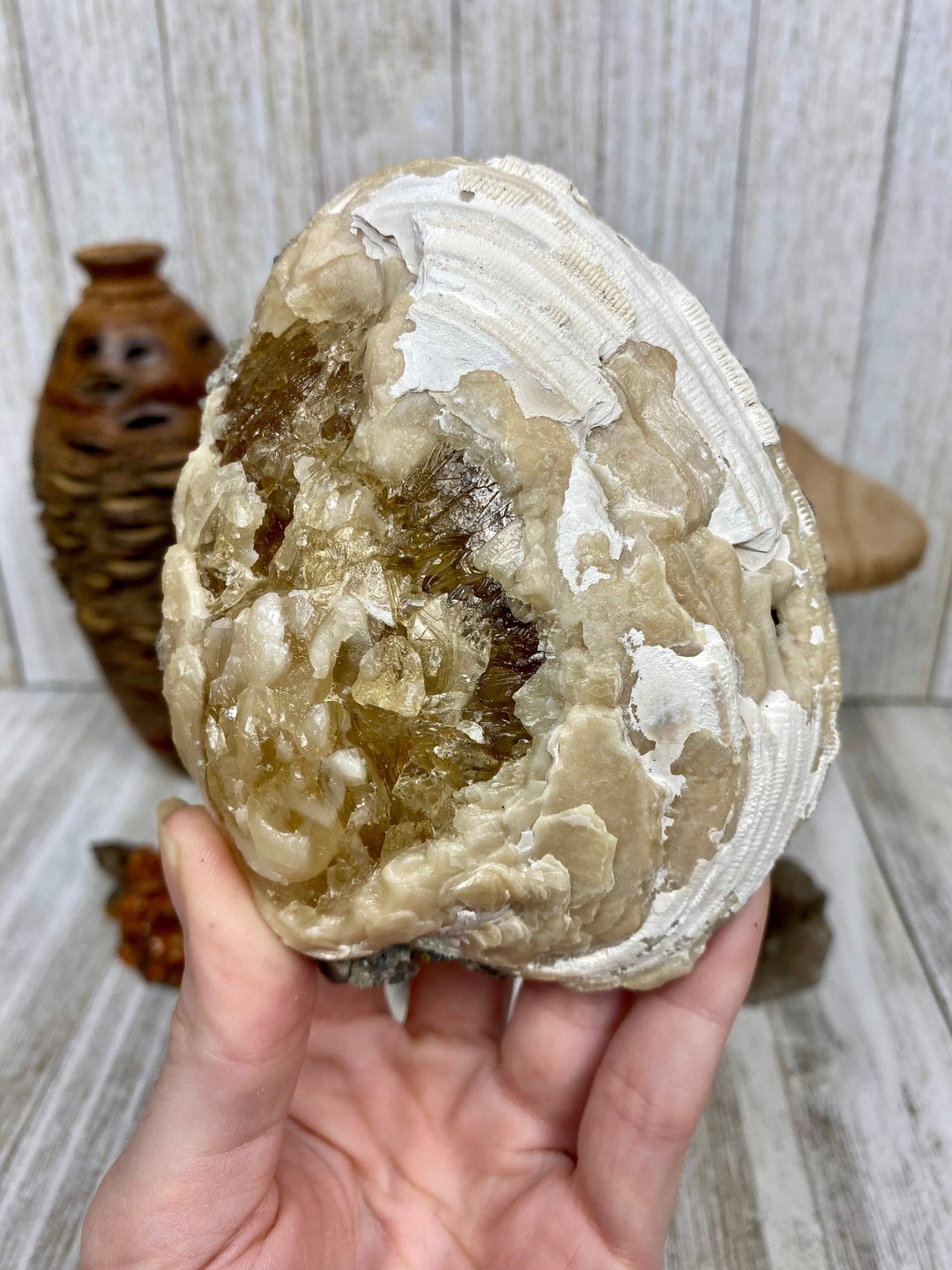 Fossil Clam With Calcite | Fort Drum, Florida - Etsy