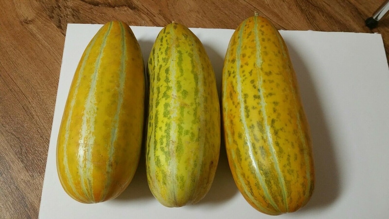 50 Thai Melon Vietnam Dua Gang Seeds Musk Melon Long Muskmelon | Etsy