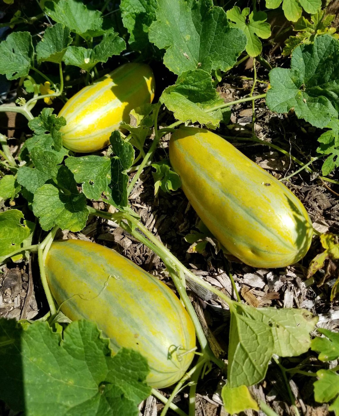 50 Thai Melon Vietnam Dua Gang Seeds Musk Melon Long Muskmelon Asian ...