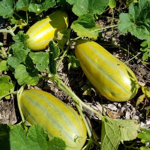 50 Thai Melon Vietnam Dua Gang Seeds Musk Melon Long Muskmelon Asian ...