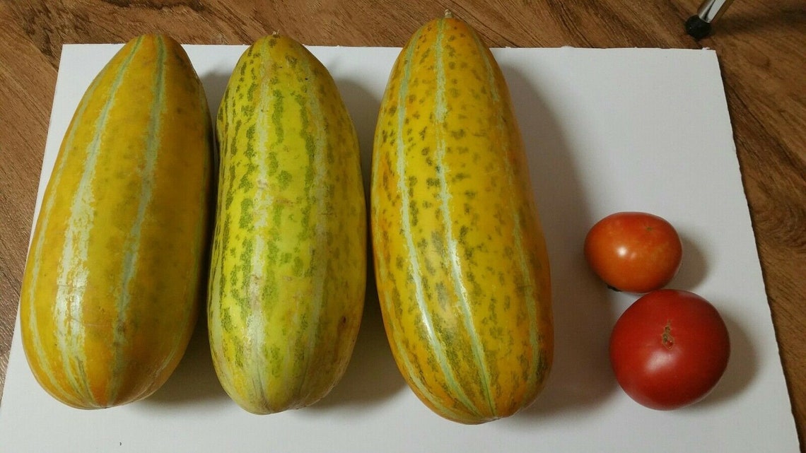 50 Thai Melon Vietnam Dua Gang Seeds Musk Melon Long Muskmelon Asian ...