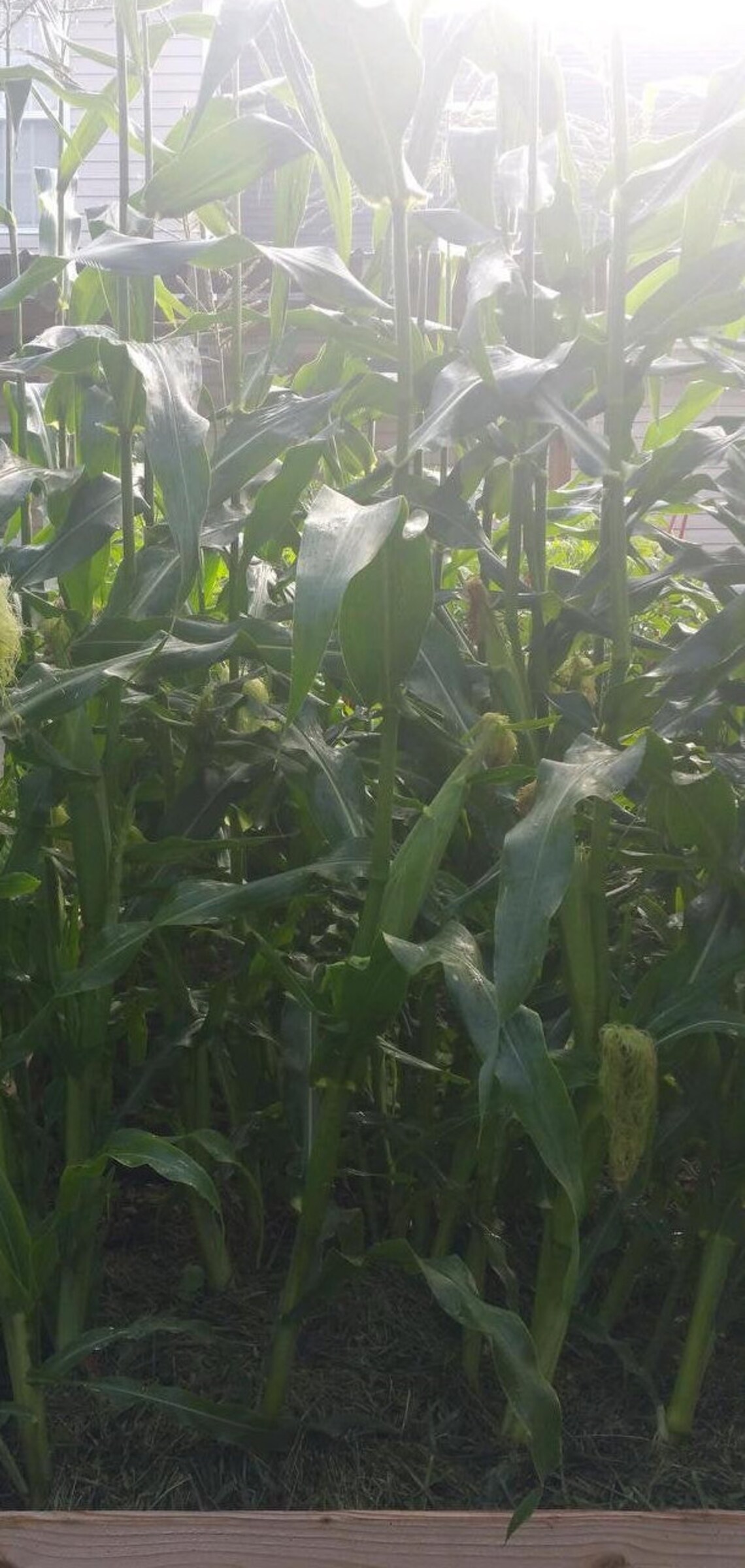 White Waxy Corn 50 Seeds High Glutinous Organic Sweet Corn Bap | Etsy